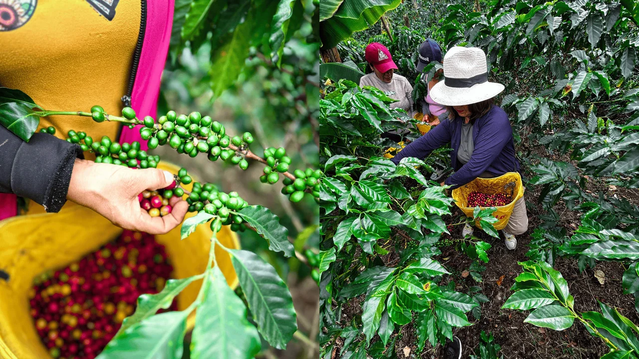 Coffee Waste Becomes Vegan Leather with Social Impact